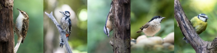 Pond & Perch Wildlife Hides - Pond & Perch