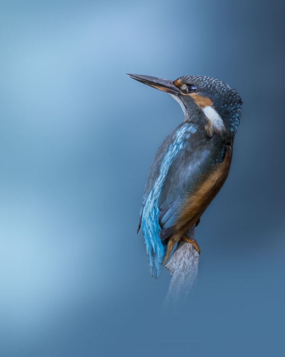 Kingfisher - Pond & Perch