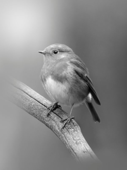 Robin BW - Pond & Perch