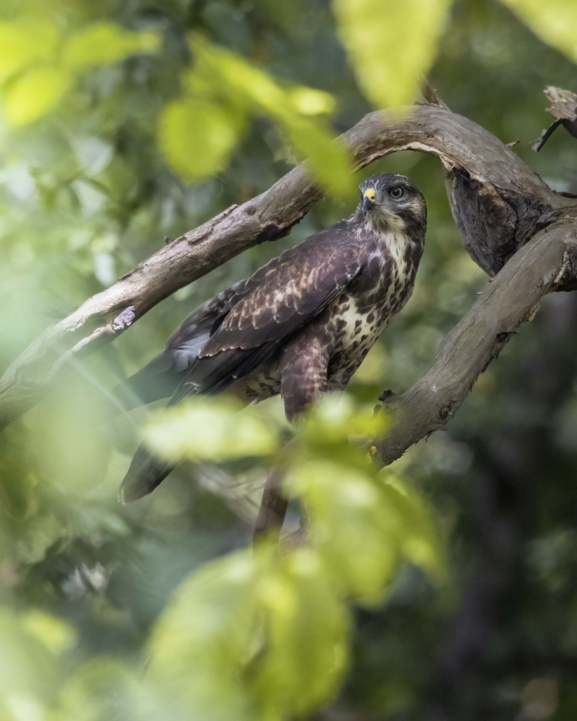 Gallery - Pond & Perch