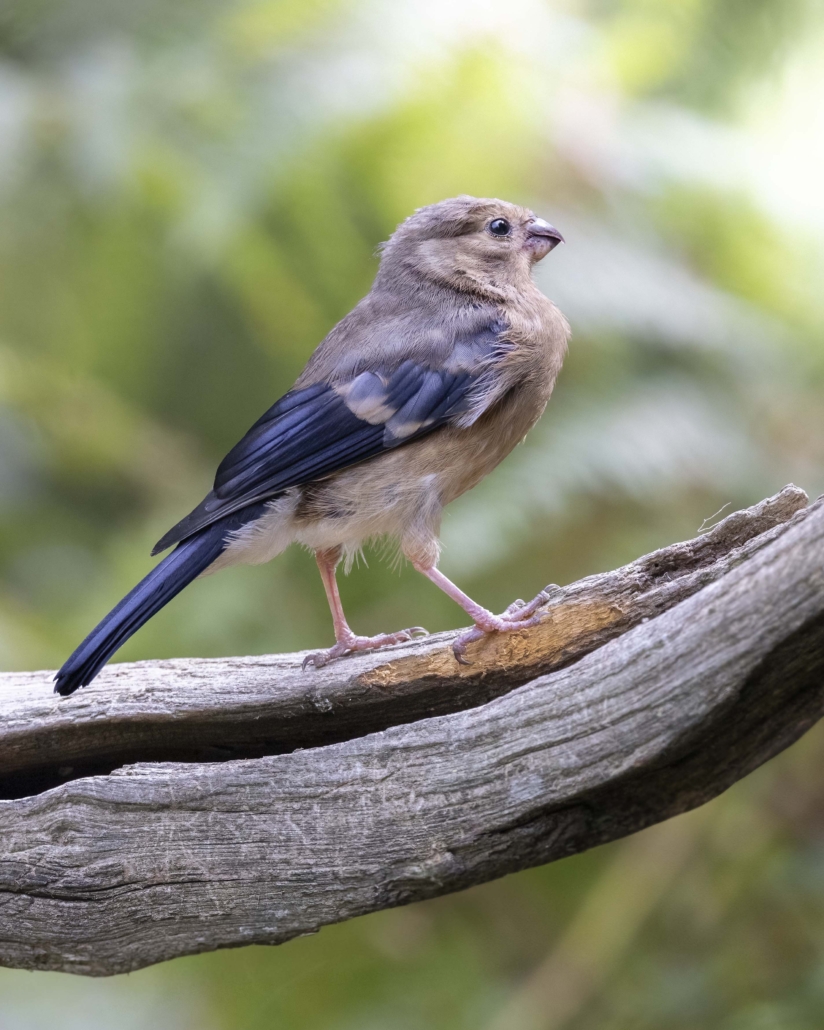 Gallery - Pond & Perch