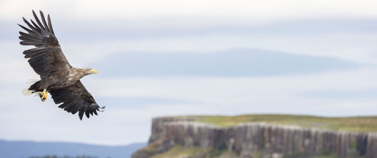 Pond & Perch Wildlife Hides - Pond & Perch